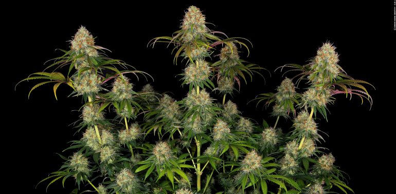 Power Kush – Ertragskracher mit erstaunlicher Urkraft – THCENE