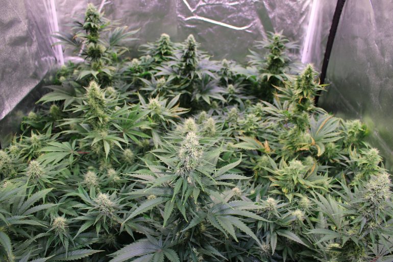 Auto Lemon Kix – Sauer macht lustig! – THCENE