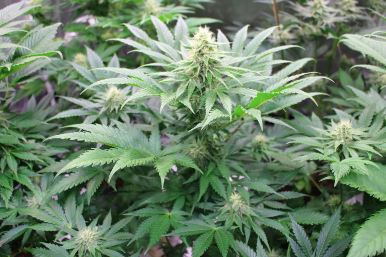 Auto Think Big – Wahre Größe beginnt im Kopf – THCENE